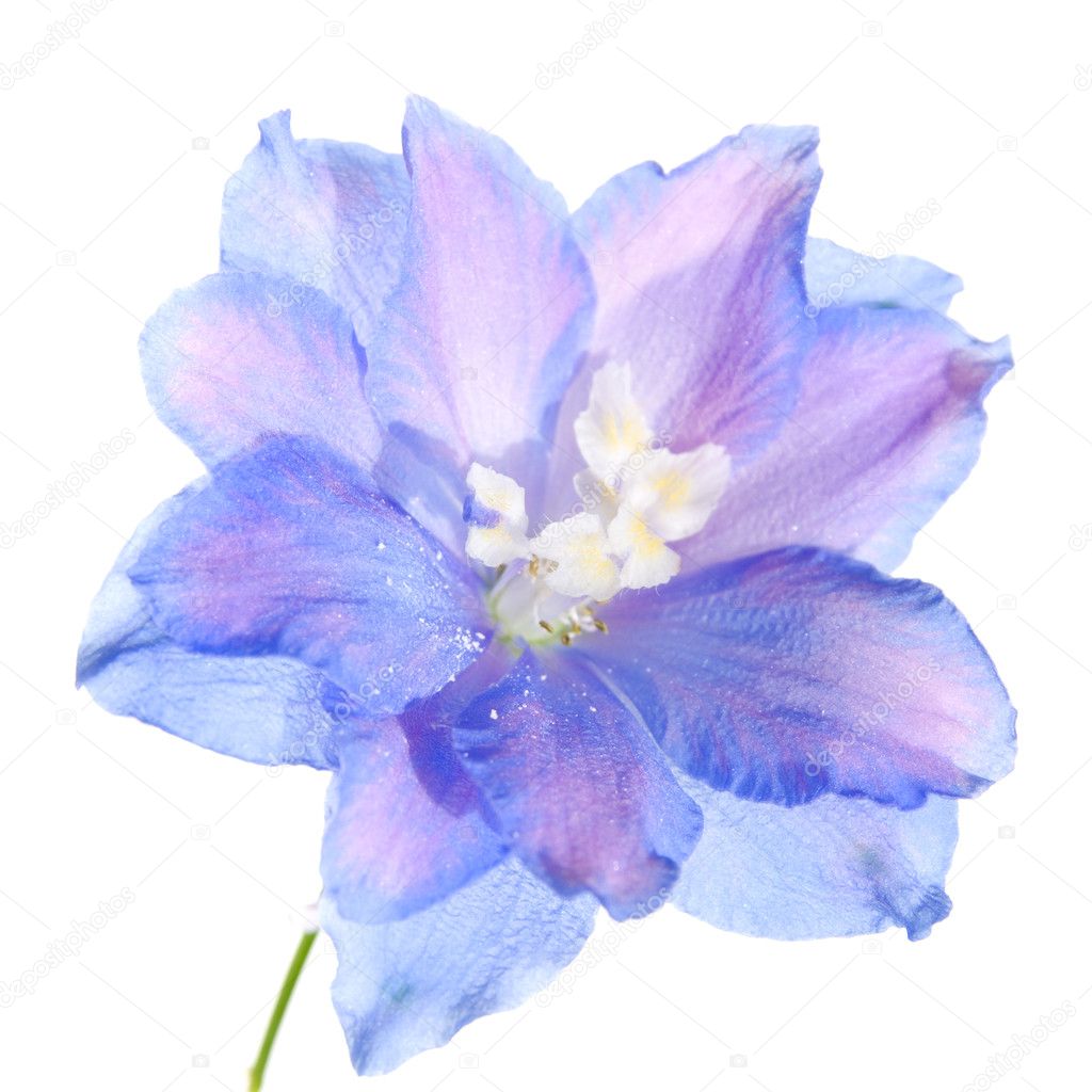 Delphinium flower — Stock Photo © Tamara_k #4583130