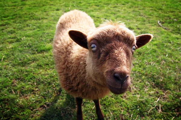Sheep evil eye — Stock Photo © tlorna #4499973