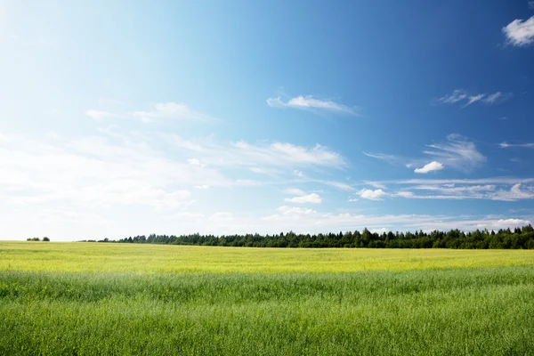 Oat field and sunny sky — Stock Photo © Iakov #4621593
