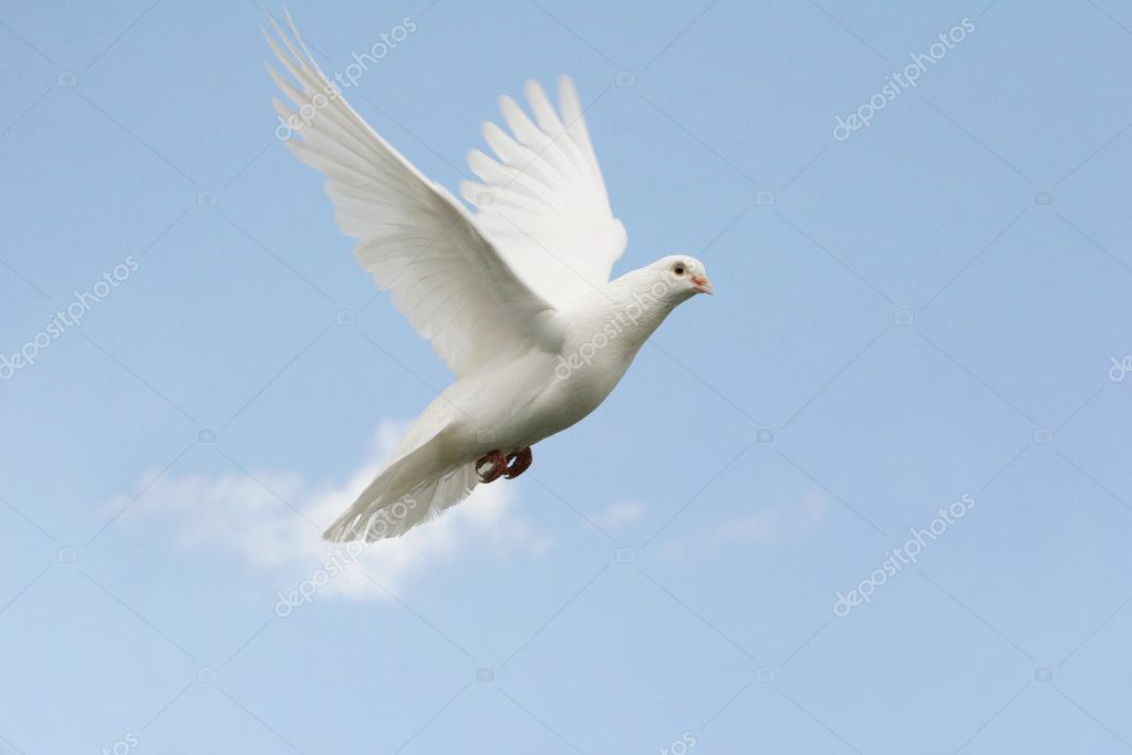 White dove in flight — Stock Photo © suemack #4582866