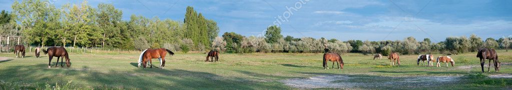ᐈ A paddock stock pictures, Royalty Free paddock photos | download on ...
