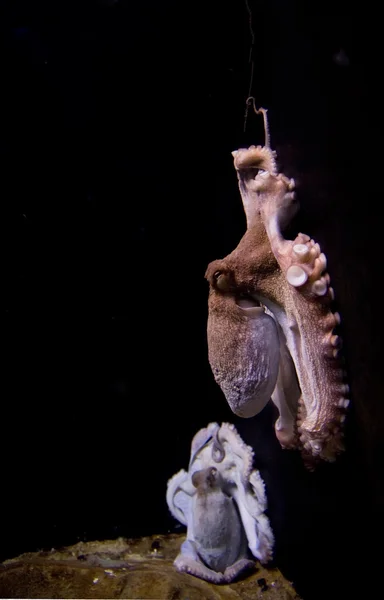 ᐈ Octopuses stock images, Royalty Free octopuses photos | download on ...