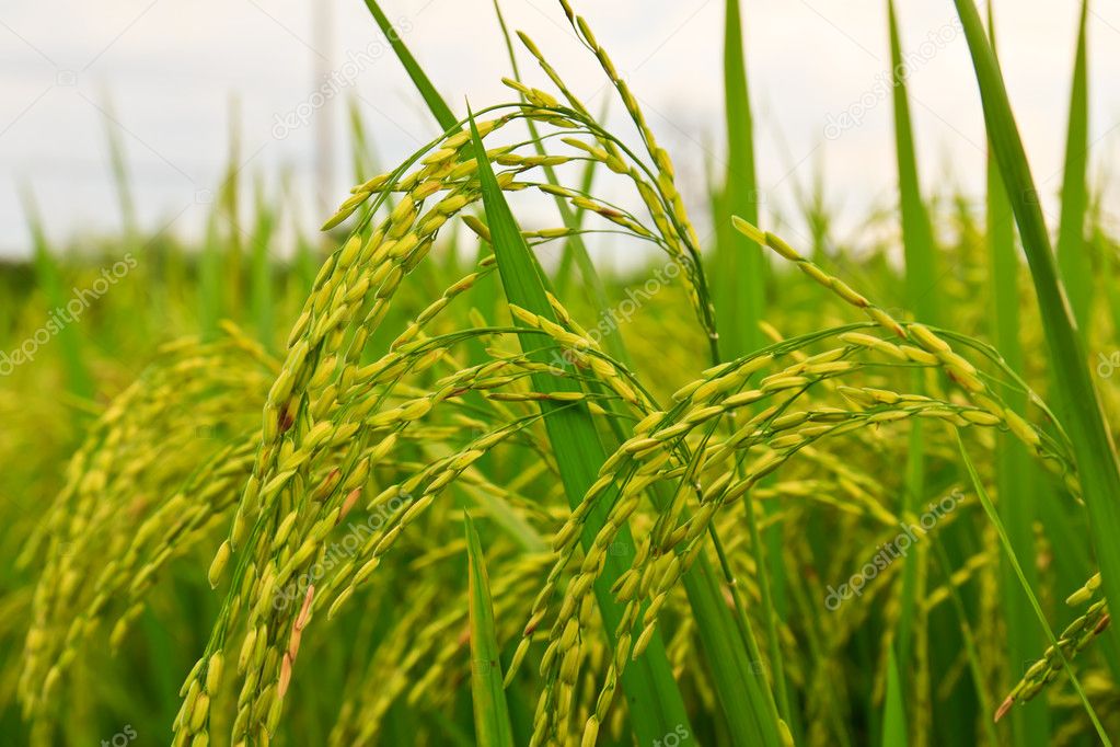 Rice field — Stock Photo © stoonn #4583150