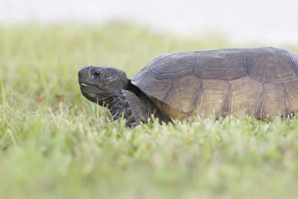 Endangered Gopher Turtle or Tortoise - Stock Image - Everypixel