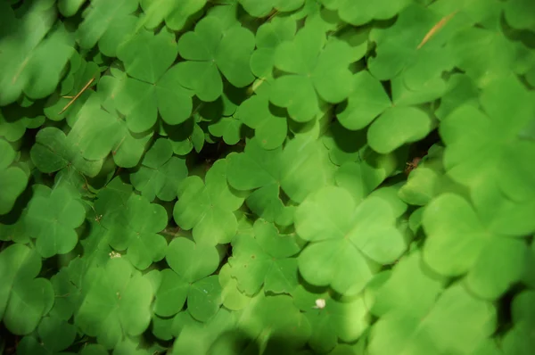 Abstract clover background Stock Photos, Royalty Free Abstract clover ...