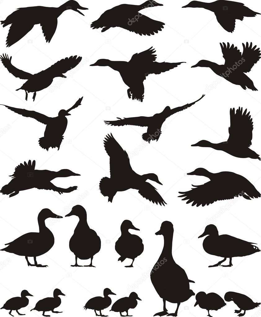 Mallard — Stock Vector © vlado #4799132