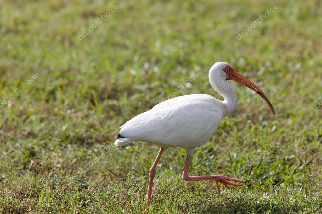 Wood Stork found in Florida — Stock Photo © pictureguy #4769849