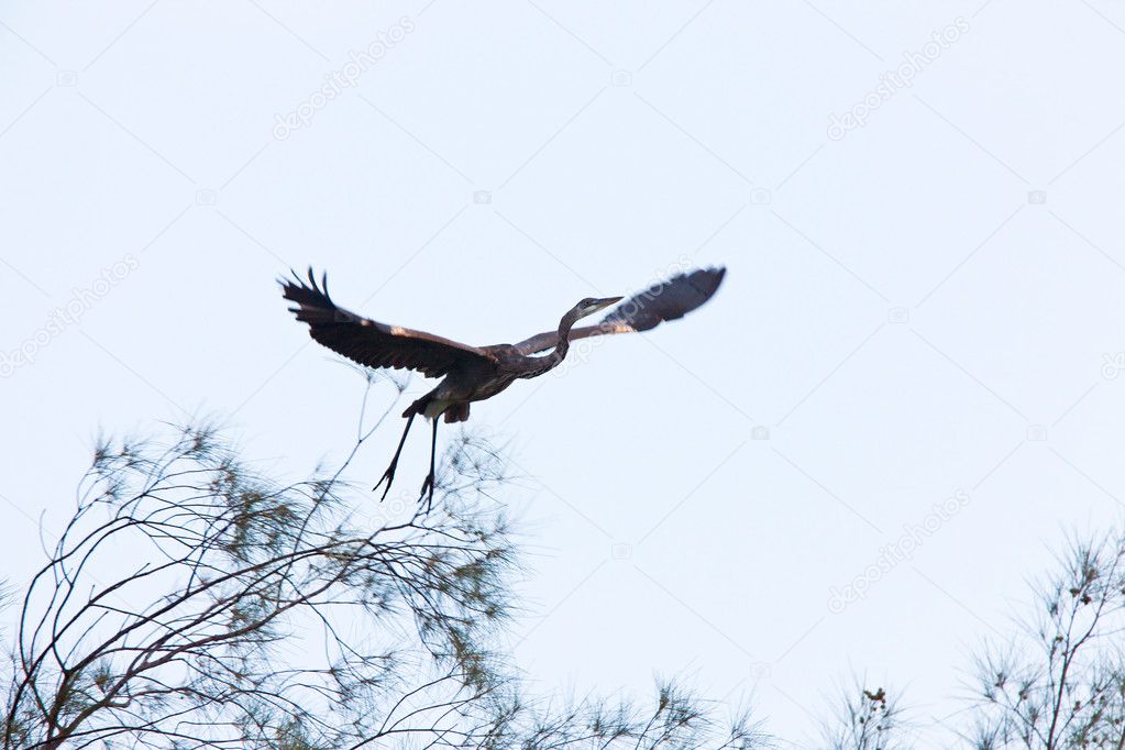 Great Blue Heron taking flight from Florida tree — Stock Photo ...