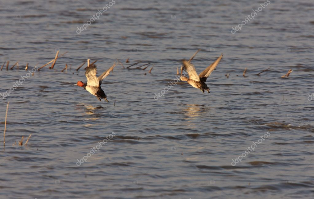 Redhead Ducks in Flight — Stock Photo © pictureguy #4802659