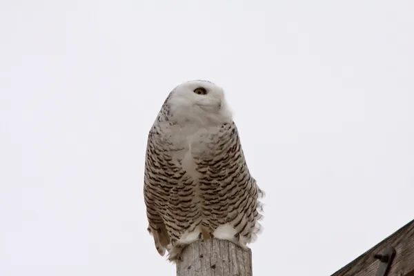 Female Snowy Owl flying along power line — Stock Photo © pictureguy ...