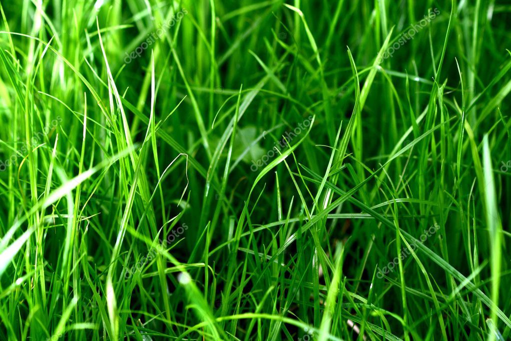 Grass — Stock Photo © yellow2j #5276235