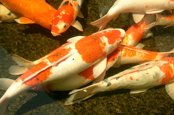 Orange koi Stock Photos, Royalty Free Orange koi Images | Depositphotos