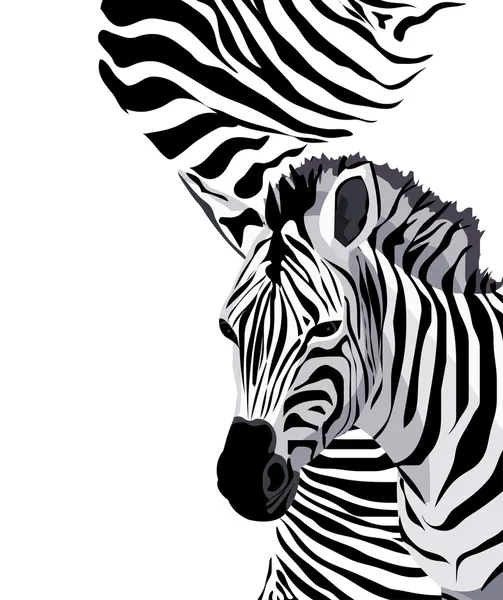 Zebra vector Stock Vectors, Royalty Free Zebra vector Illustrations ...