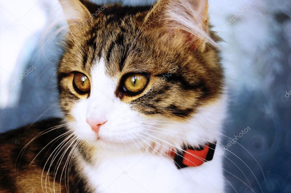 Beautiful Domestic Cat — Stock Photo © marrakeshh #4722928