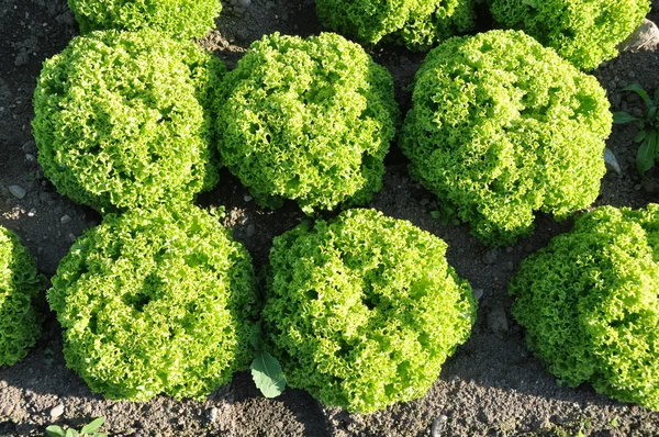 Lollo Bianco Salat — Stock Photo © Geronimo #4847789