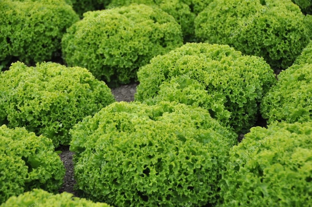 Lollo Bianco Salat — Stock Photo © Geronimo #4847789