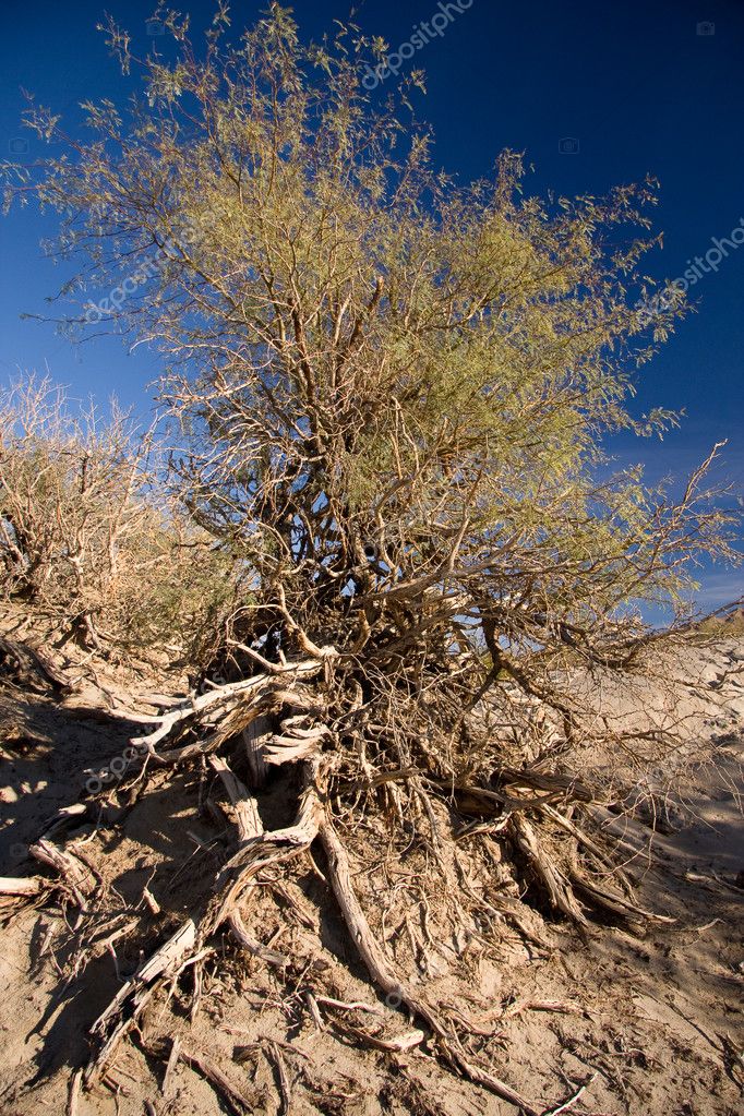 Death Valley Wind Blown Tree — Stock Photo © sprokop #5159934