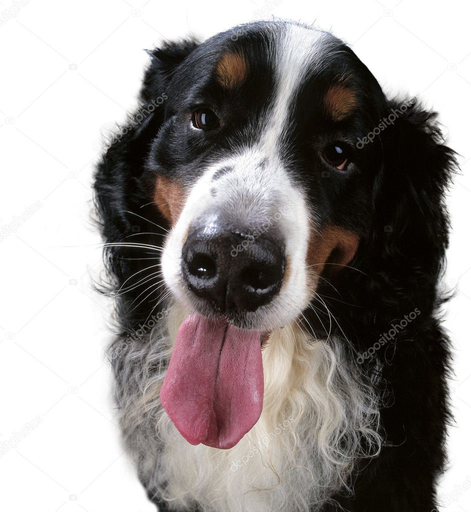 Adult dog — Stock Photo © kropic #4984798