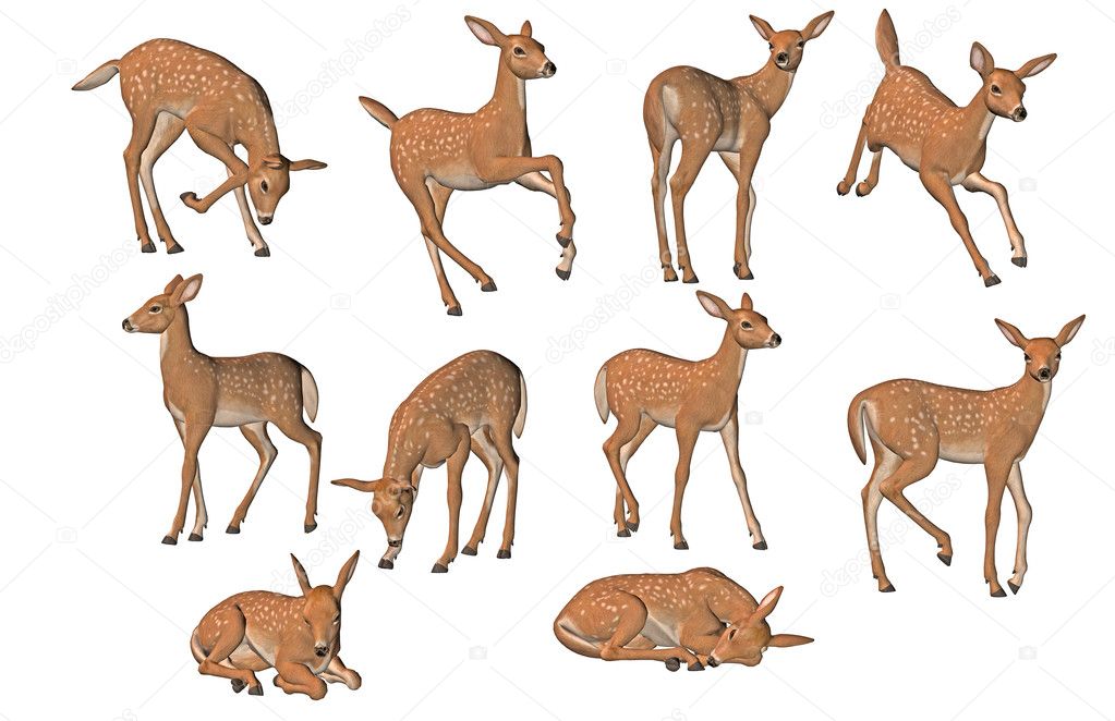 Young fawns in different poses — Stock Photo © Ancello #5045999