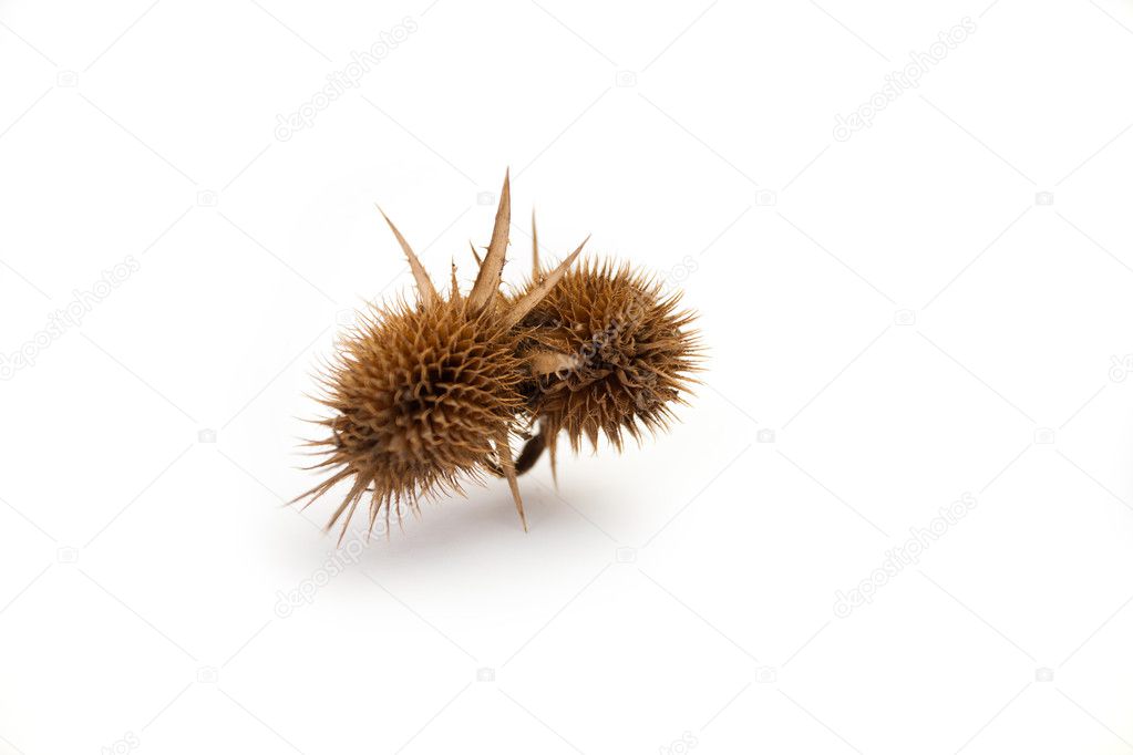 Prickle — Stock Photo © hfx777 #5172822