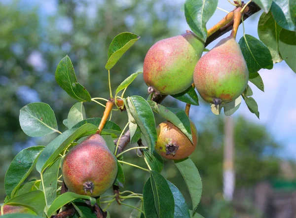 Crabapple and Wild apple. Malus is a genus of about species of small ...