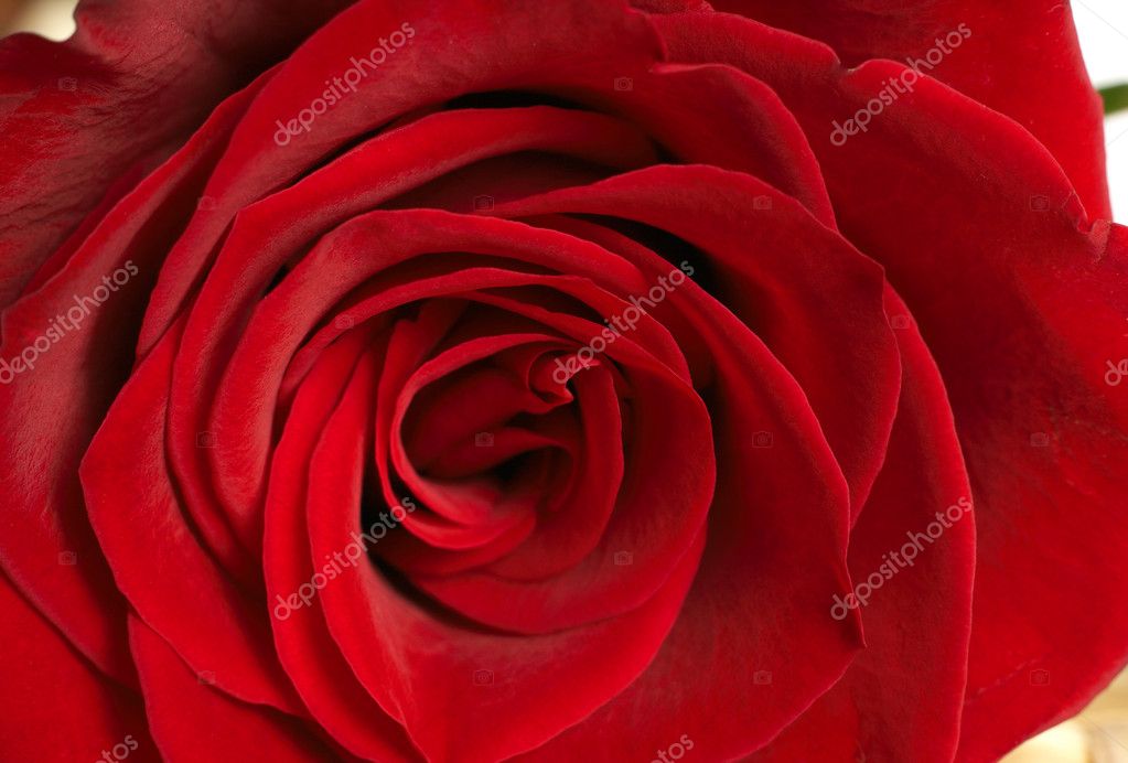 Dark red rose macro Stock Photo by ©Elenat 5161893