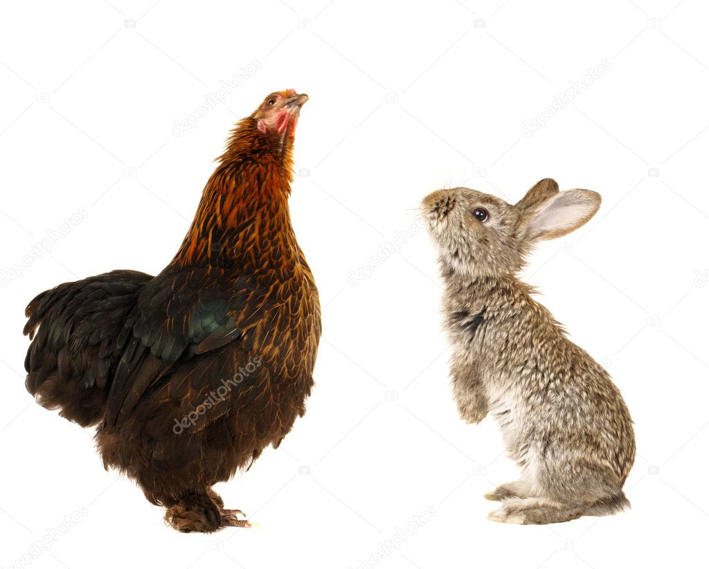 Black hen and rabbit Stock Photo by ©bazil 5256702