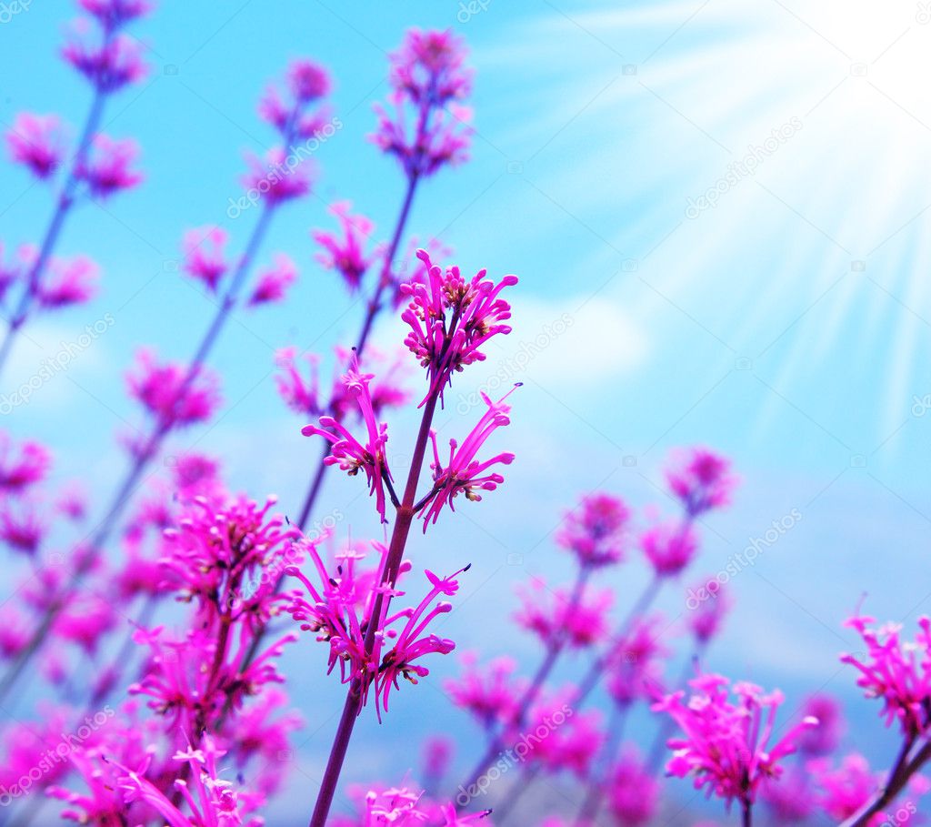 Spring flower background Stock Photo by ©Anna_Om 5369212