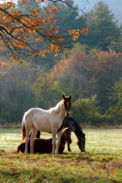 Fall leaves horses Stock Photos, Royalty Free Fall leaves horses Images ...
