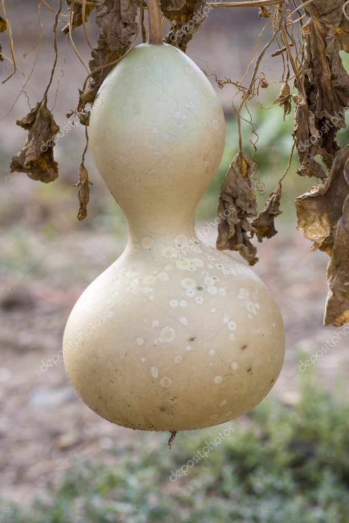 Calabash fruit — Stock Photo © membio #5234621