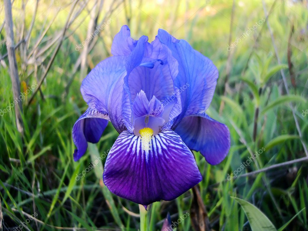 Blue Bearded Iris — Stock Photo © membio #5248798