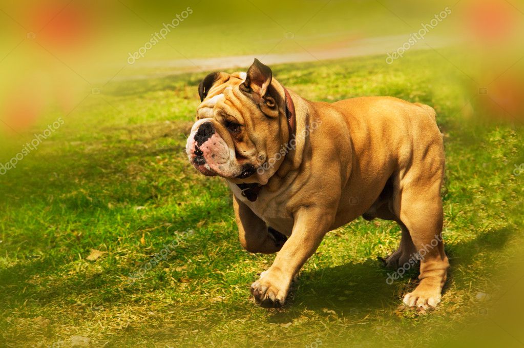 Active cute English Bulldog running in spring grass — Stock Photo ...