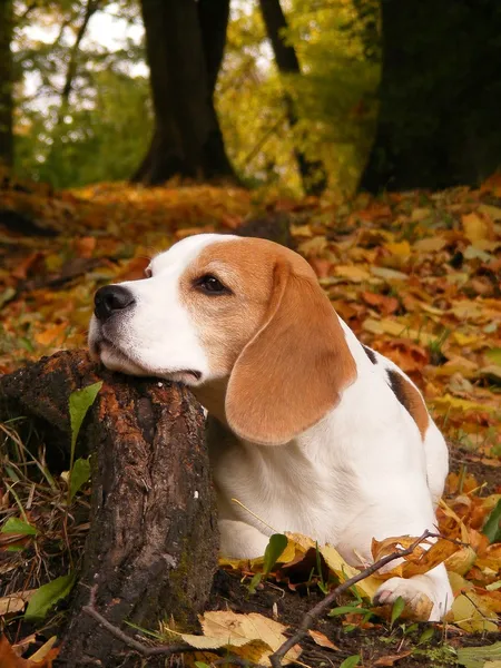 Beagle lying on tree root in forest in autumn - Stock Image - Everypixel
